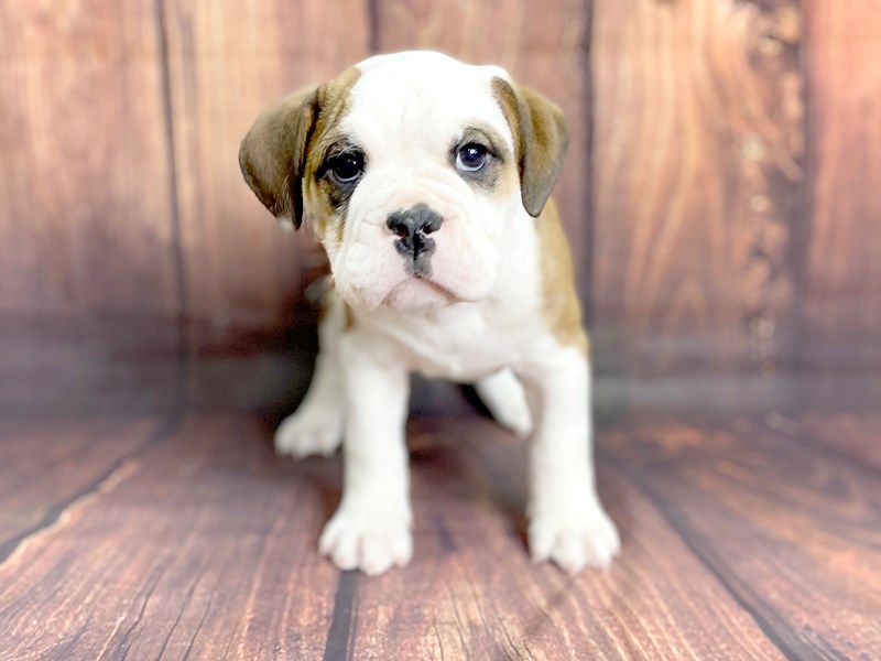 Old English Bulldog Puppy Sable tri ID:13813 Located at Petland ...