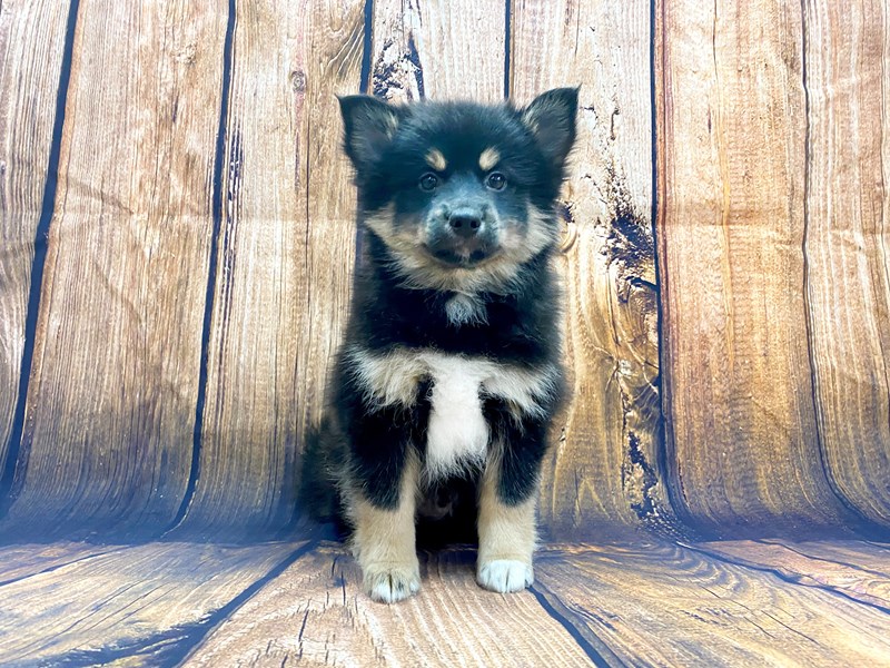 Pomsky-DOG-Male-Black & Tan-2595608-Petland Chillicothe, Ohio