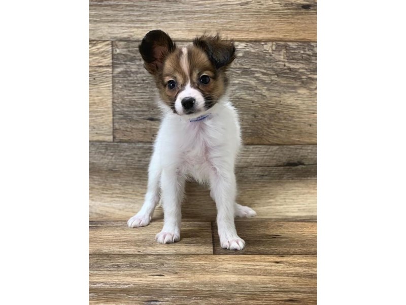 Papillon Puppy Sable / White ID:14135 Located at Petland Chillicothe, Ohio
