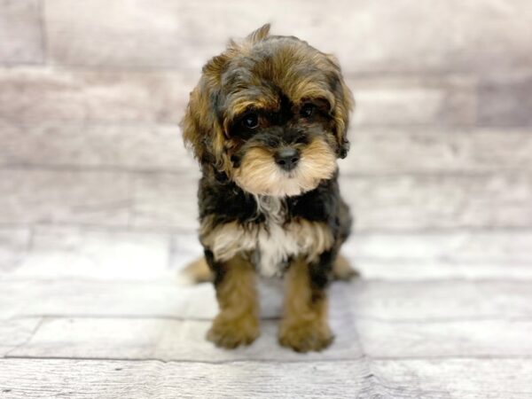 Lhasapoo Puppy Red Sable ID:14312 Located at Petland Chillicothe, Ohio