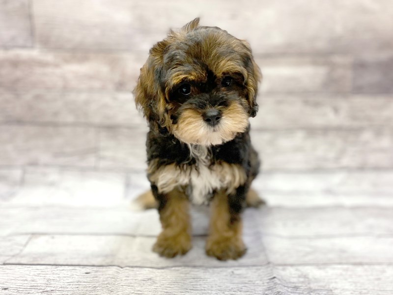 Lhasapoo Puppy Red Sable ID:14312 Located at Petland Chillicothe, Ohio