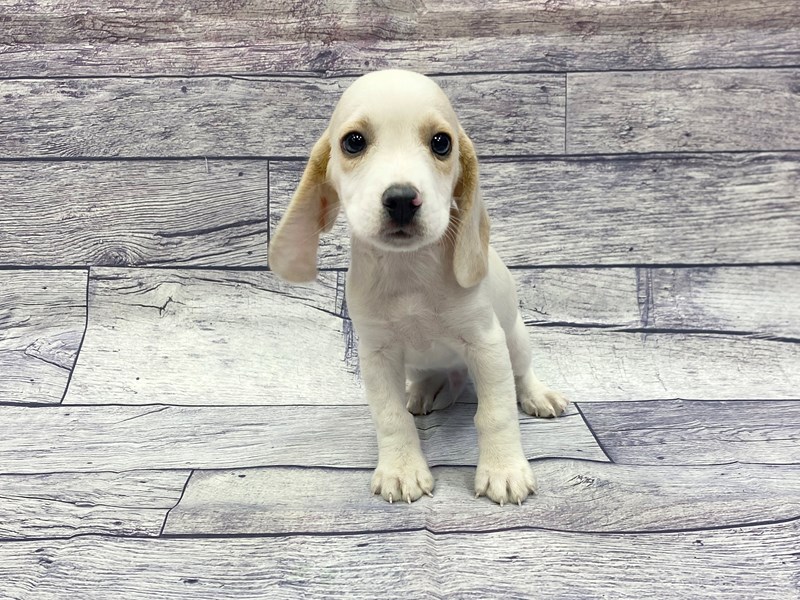 Beagle Puppy fawn white ID:14392 Located at Petland Chillicothe, Ohio