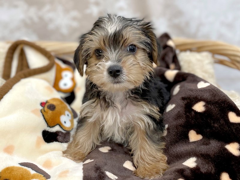 Yochon Puppy Black / Tan ID:14817 Located at Petland Chillicothe, Ohio