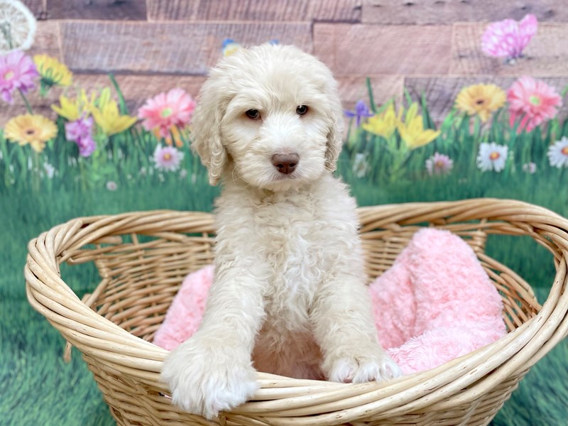 Labradoodle Puppy Yellow ID:14841 Located at Petland Chillicothe, Ohio