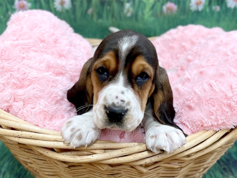 Basset Hound-DOG-Female-Tri-3076696-Petland Chillicothe, Ohio