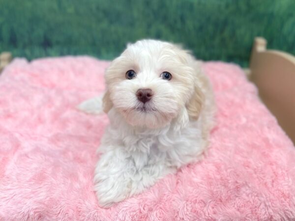 Havapoo Puppy Black ID:15615 Located at Petland Chillicothe, Ohio