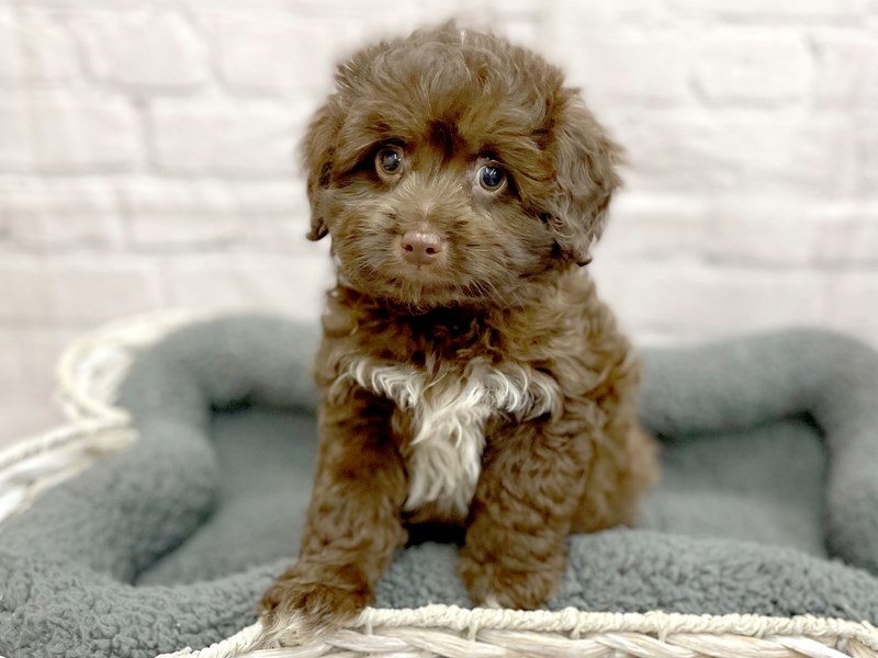 Mini Aussie Poo Puppy Chocolate ID:15004 Located at Petland Chillicothe ...