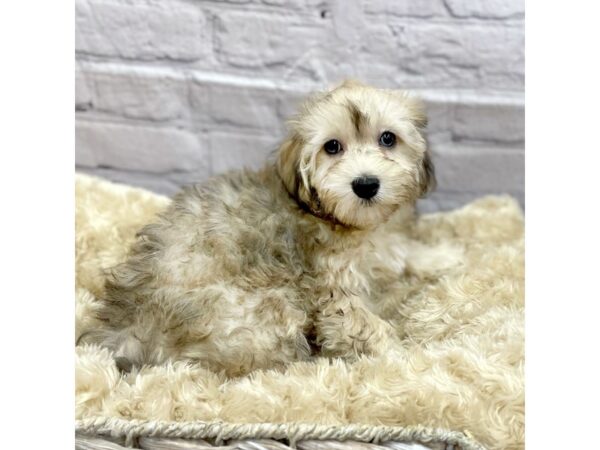 Havapoo Puppy Black ID:15615 Located at Petland Chillicothe, Ohio