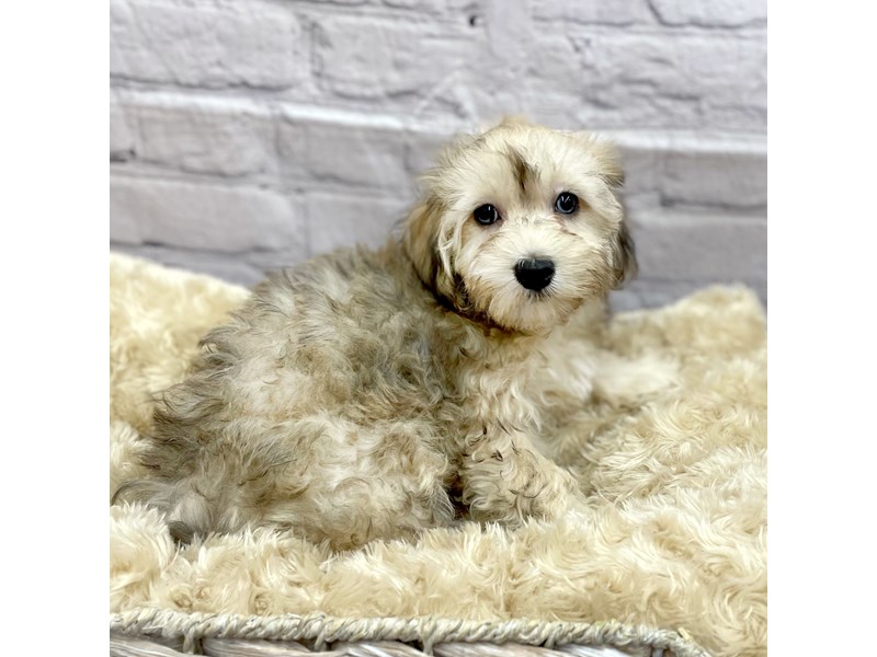 Havapoo-DOG-Female-Black-3518304-Petland Chillicothe, Ohio