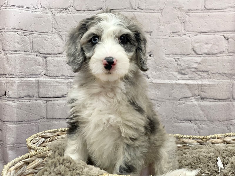 Sheepadoodle Mini Puppy Blue Merle / White ID:15157 Located at Petland ...