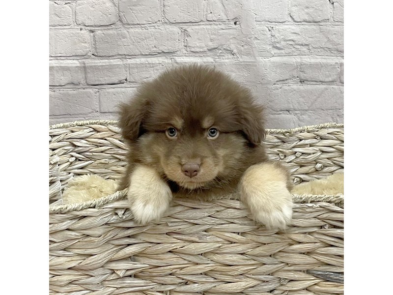 Pomsky-DOG-Male-RED TRI-3284242-Petland Chillicothe, Ohio