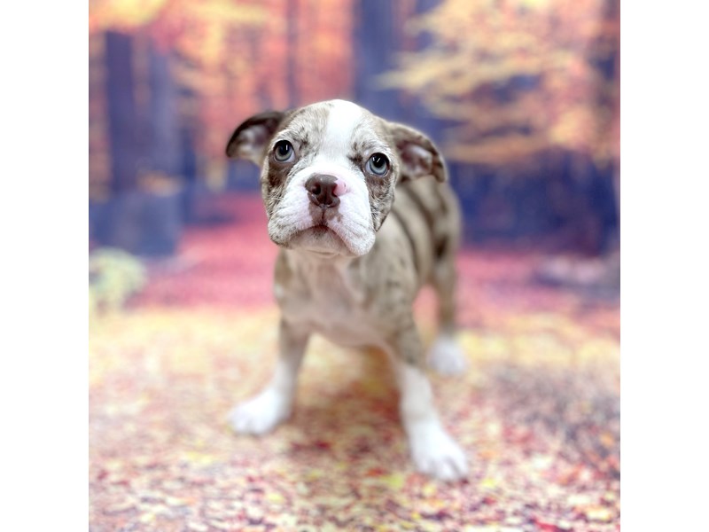 Boston Terrier-DOG-Female-Red Merle-3350415-Petland Chillicothe, Ohio