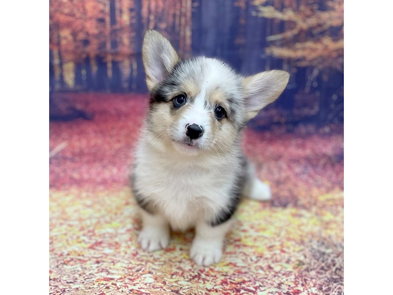 Pembroke Welsh Corgi Blue
