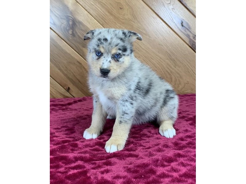 Pomsky-DOG-Male-Blue Merle / Tan-3360401-Petland Chillicothe, Ohio