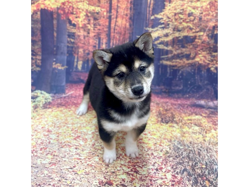 Black Shiba Inu German Shepherd Mix
