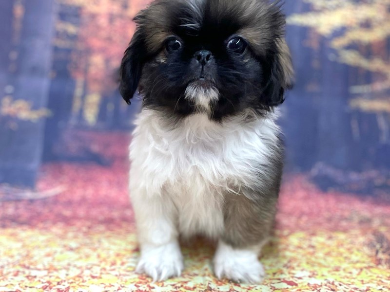 Pekingese Puppy Sable ID:15388 Located at Petland Chillicothe, Ohio