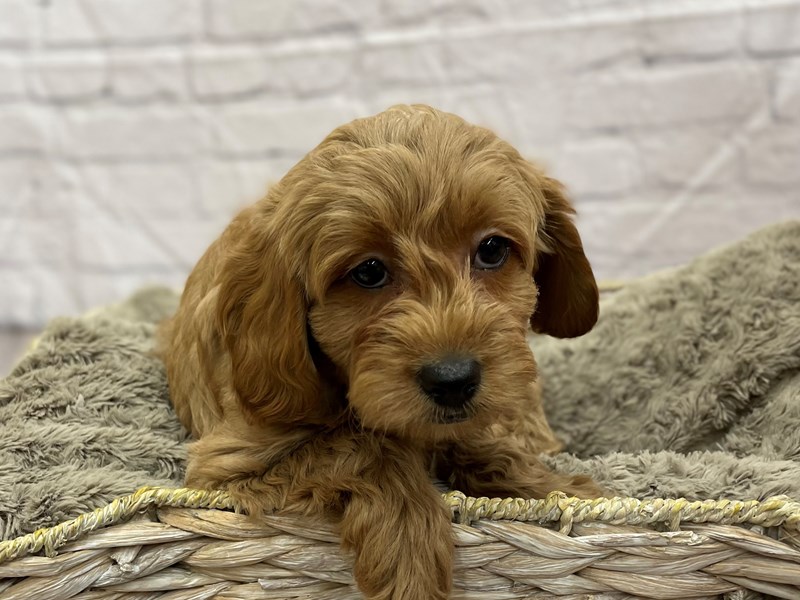 Cockadoodle Puppy RED ID:15462 Located at Petland Chillicothe, Ohio