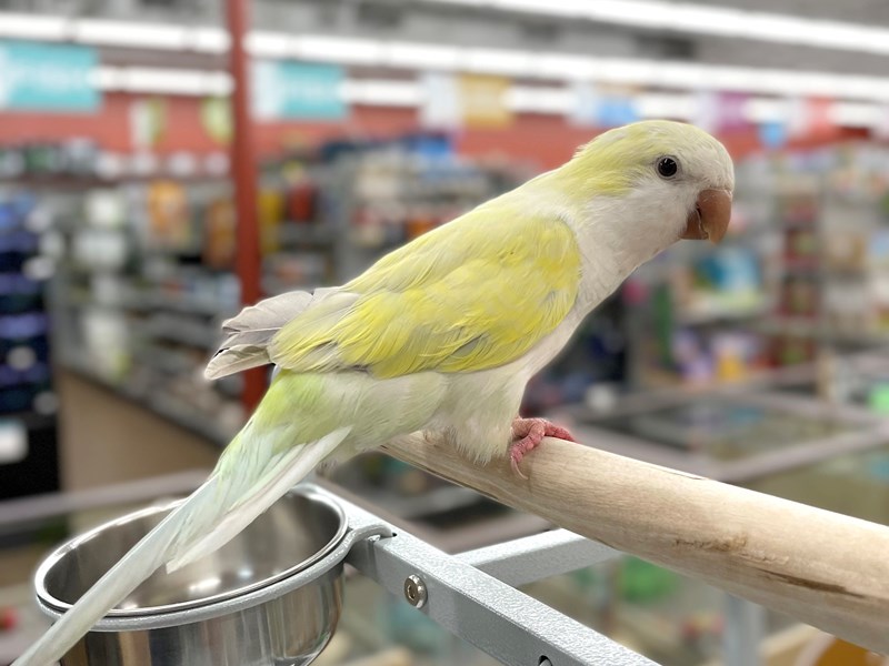 Quaker Parrot Bird yellow ID:15553 Located at Petland Chillicothe, Ohio