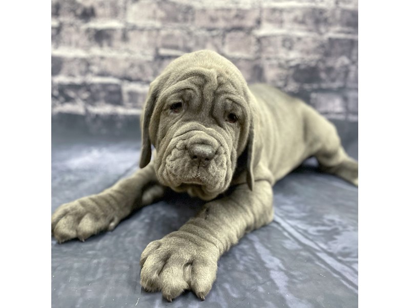 Do Neapolitan Mastiffs Smell