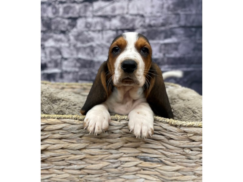 Basset Hound Puppy Tri-Colored ID:15581 Located at Petland Chillicothe ...