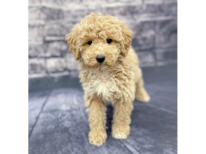 Bichapoo Puppy Tan ID:15595 Located at Petland Chillicothe, Ohio