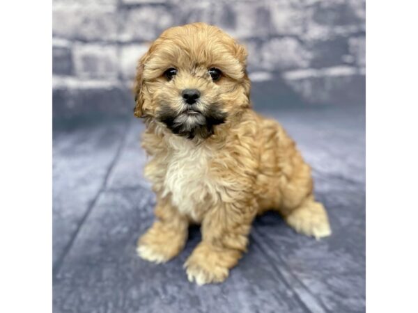 Lhasapoo Puppy Red Sable ID:14312 Located at Petland Chillicothe, Ohio