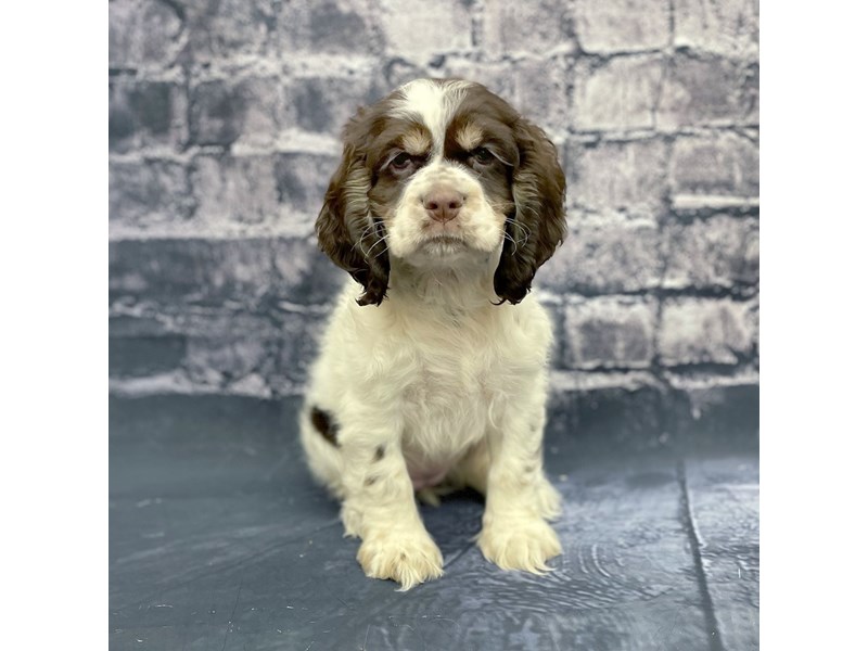 Chocolate And White Cocker Spaniel
