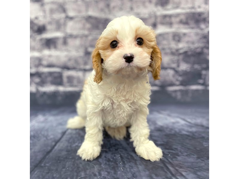 White Cavapoo Puppies