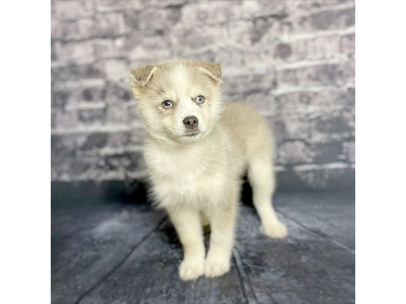 Pomsky Puppy Agouti / White ID:15713 Located at Petland Chillicothe, Ohio