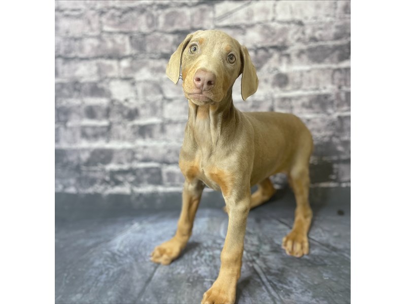 Doberman Pinscher-DOG-Female-Isabella Fawn-3594663-Petland Chillicothe ...