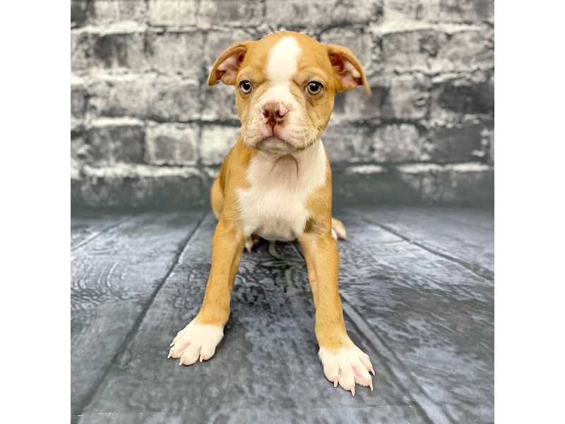 Boston Terrier Puppy Red Merle ID:15789 Located at Petland Chillicothe ...