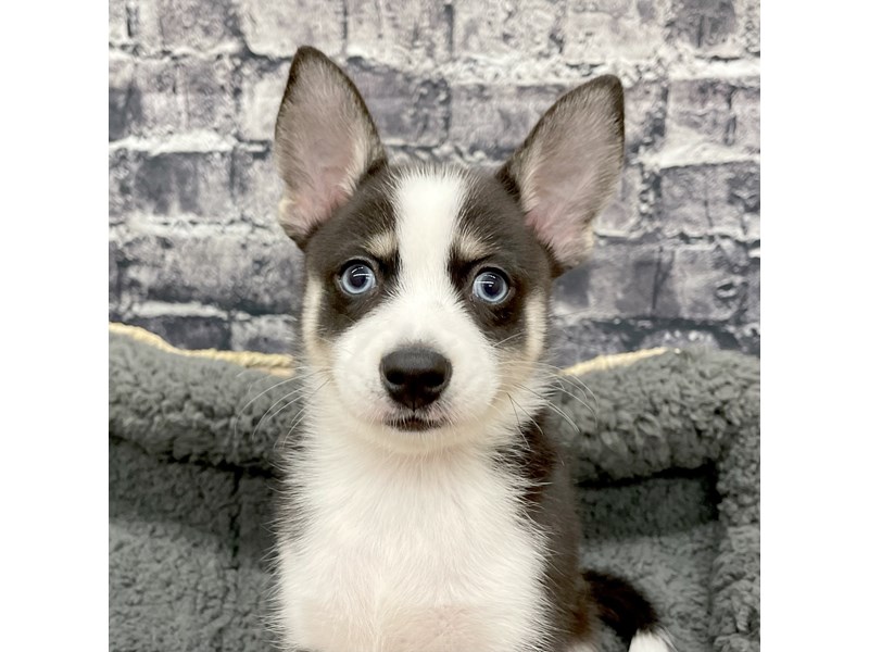 Pomsky-DOG-Male-black/whtie-3680431-Petland Chillicothe, Ohio