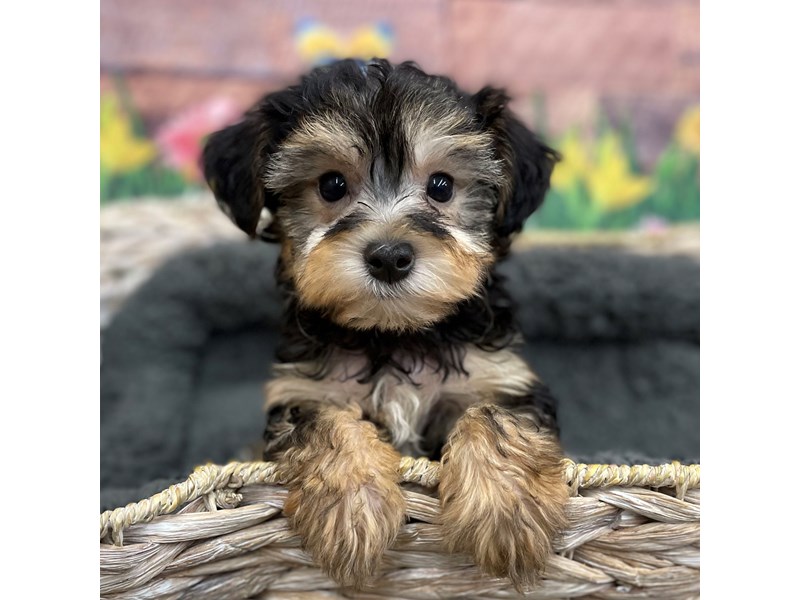 Yorkipoo Puppy ID:15921 Located at Petland Chillicothe, Ohio