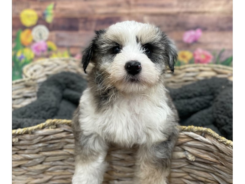 Aussiechon Puppy Blue Merle / White ID:15944 Located at Petland ...