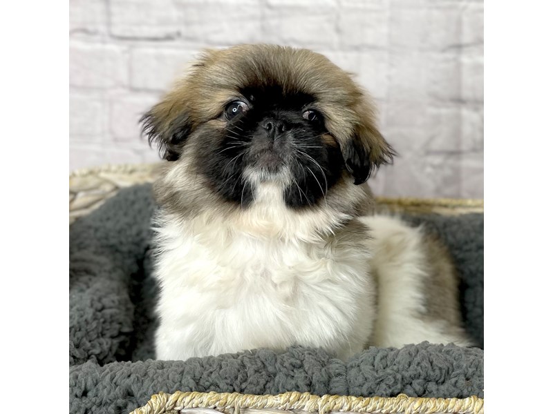 Pekingese Puppy Fawn Sable ID:15949 Located at Petland Chillicothe, Ohio