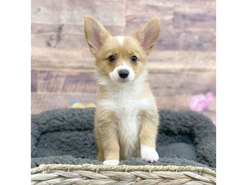 Auggie Puppy red white ID:15972 Located at Petland Chillicothe, Ohio