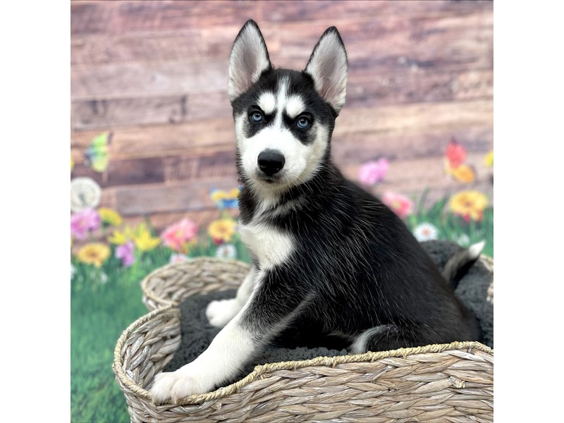 Siberian Husky Puppies - Breed Info - Petland Chillicothe, Ohio
