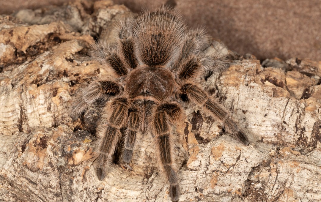 Reptiles Available for Sale – Petland Chillicothe, Ohio