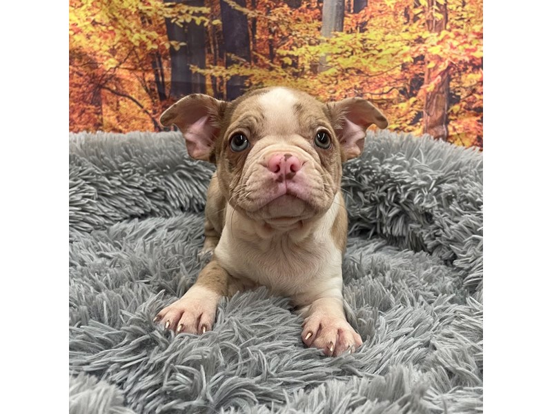 Boston Terrier Small Animal Red Merle ID:16138 Located at Petland ...