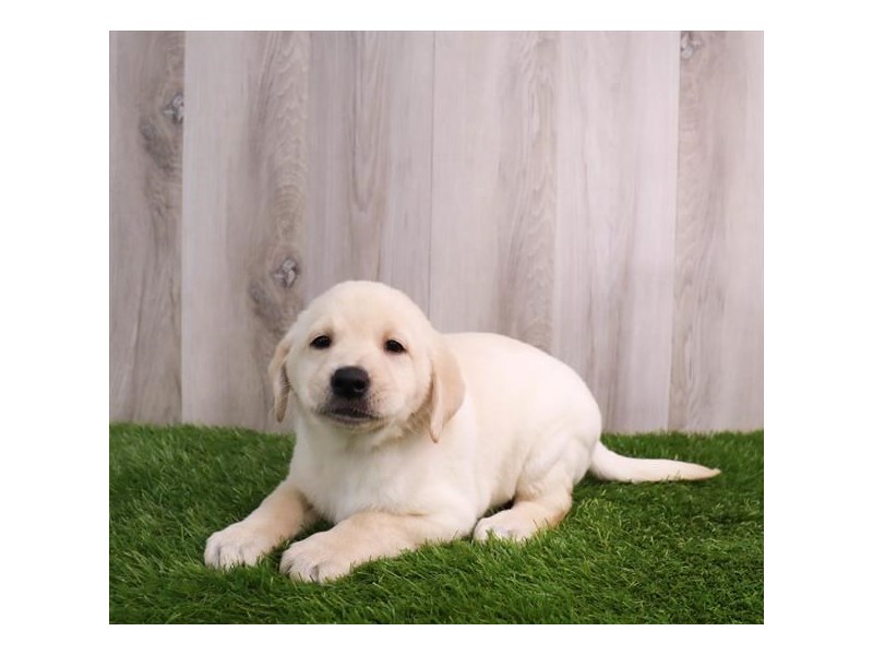 How Much Is A Labrador Retriever Puppy Cost