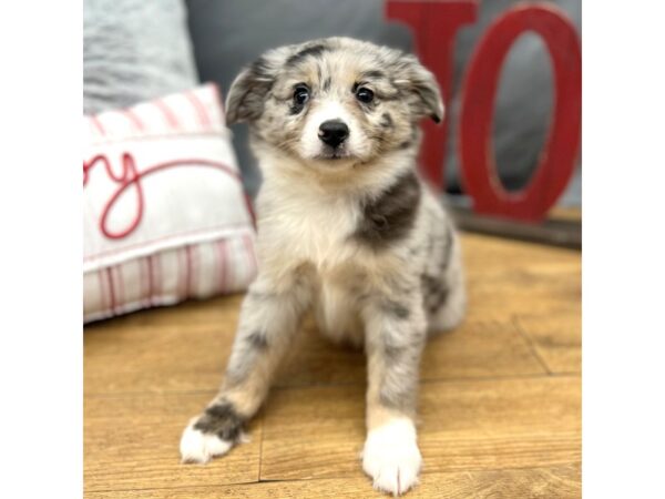 Toy Australian Shepherd Small Animal Blue Merle ID:16288 Located at ...