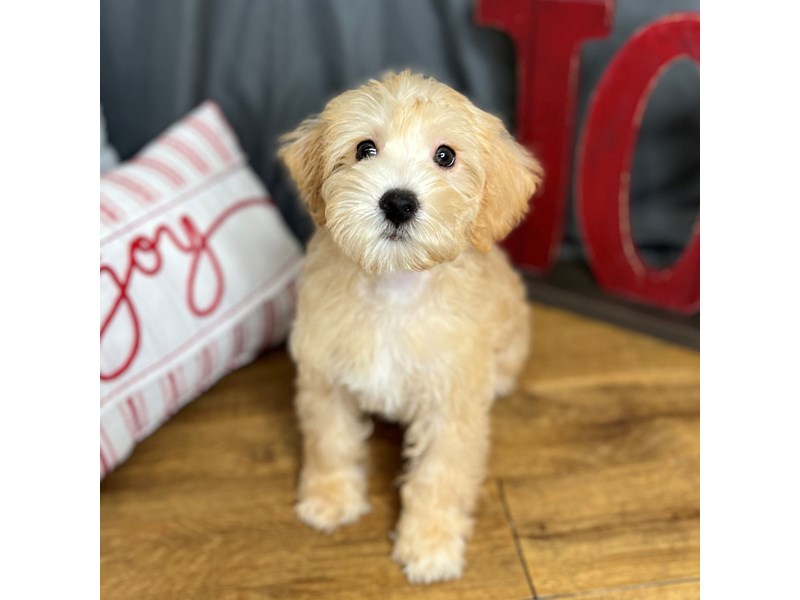 Havapoo Puppy Black ID:15615 Located at Petland Chillicothe, Ohio