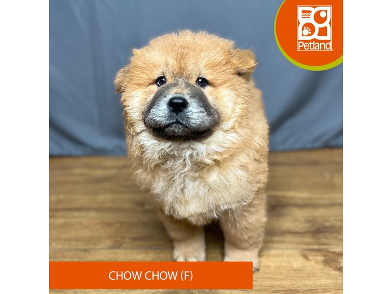 Chow Chow Small Animal Red ID:16418 Located at Petland Chillicothe, Ohio