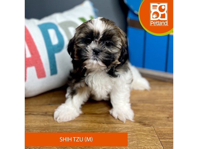 Shih Tzu Small Animal Brown / White ID:16564 Located at Petland ...