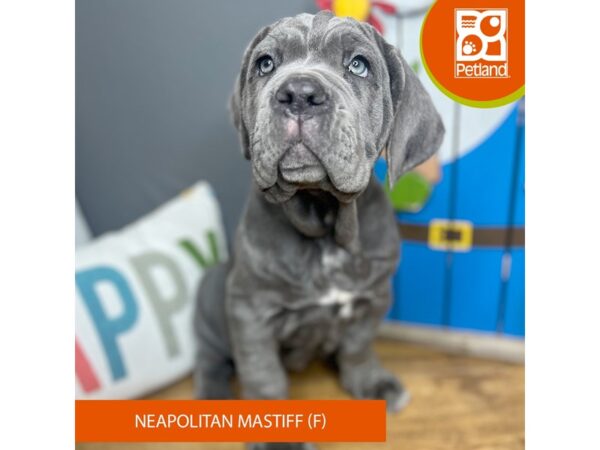 Neapolitan Mastiff-Dog-Female-Blue-3798983-Petland Chillicothe, Ohio