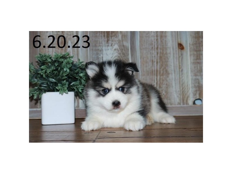 Pomsky Puppies For Sale - Petland Chillicothe, Ohio