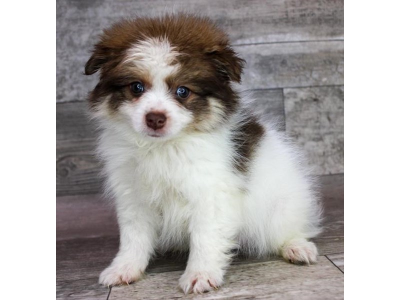 Pomeranian Australian Shepherd Puppies