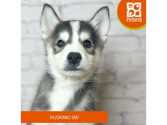 Huskimo-DOG-Male-CREAM WHITE-2679695-Petland Chillicothe, Ohio