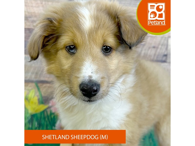 Shetland Sheepdog Puppies - Breed Info - Petland Chillicothe, Ohio