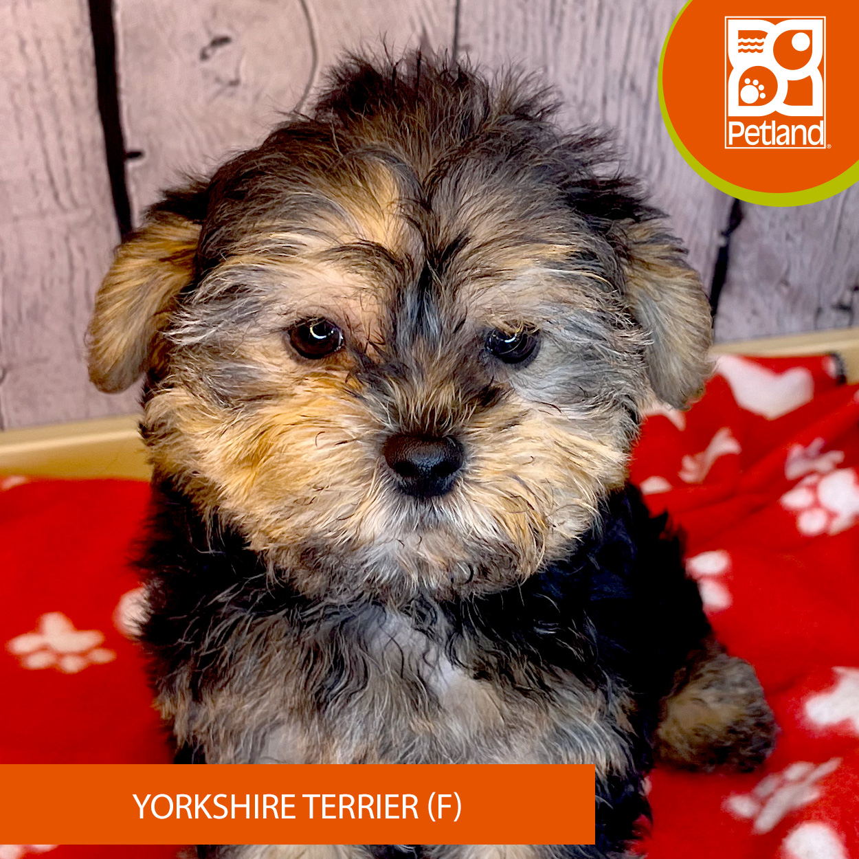 Yorkshire Terrier Puppies For Sale - Petland Chillicothe, Ohio